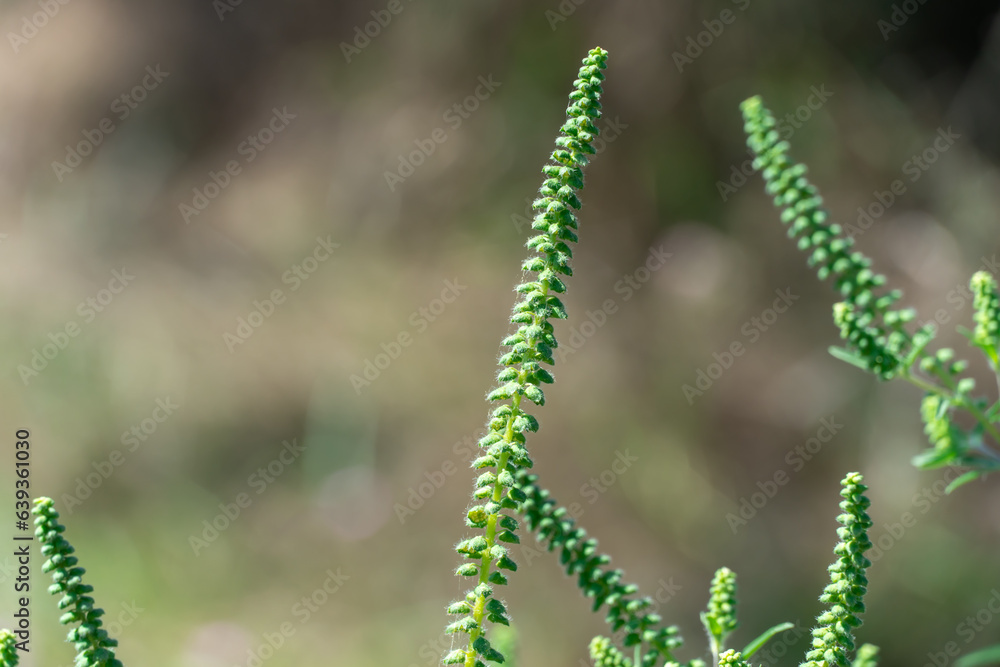 Green flower of common ragweed blooms in season. Bush ambrosia ...