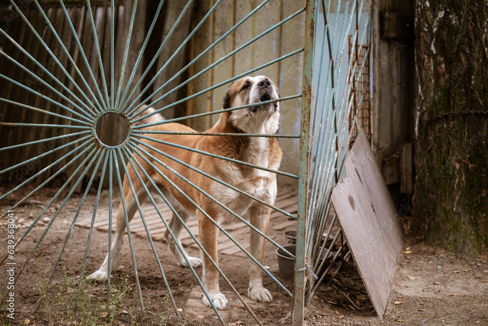 dog Alabai behind the fence guards the territory of a country house ...