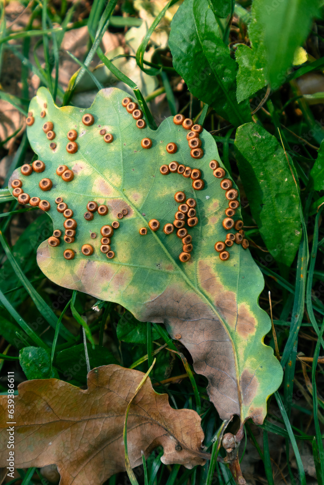 Eggs of Gall Wasp. Neuroterus numismalis eggs on the oak leaf. Galls on ...