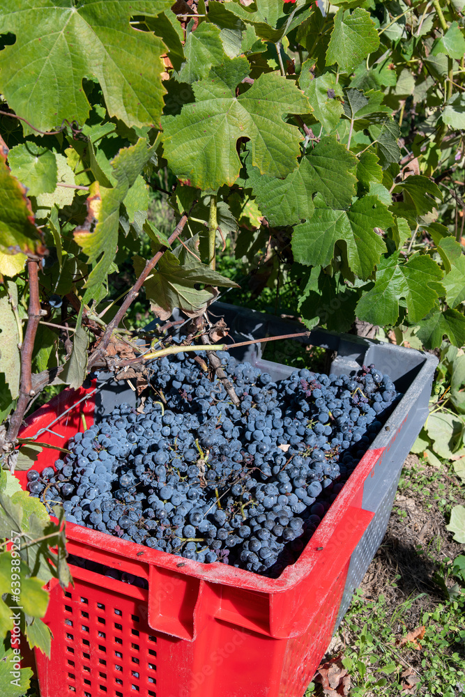 Foto de High angle view of a harvested blue grapes in a red and grey ...