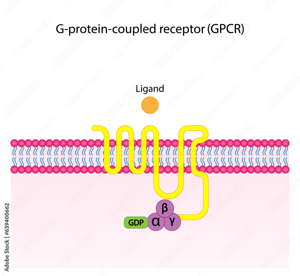 G protein coupled receptors gated ion channel. Structure of a G protein ... G protein coupled receptors gated ion channel. Structure of a G protein ...