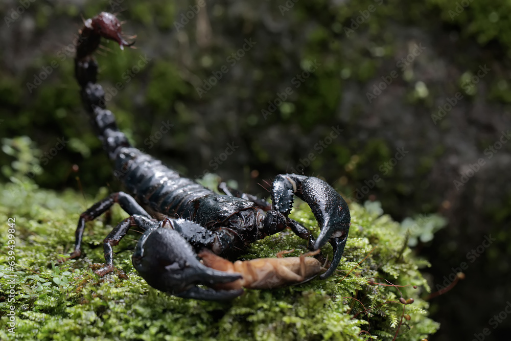 An Asian forest scorpion prepares to prey on a mole cricket on a rock ...