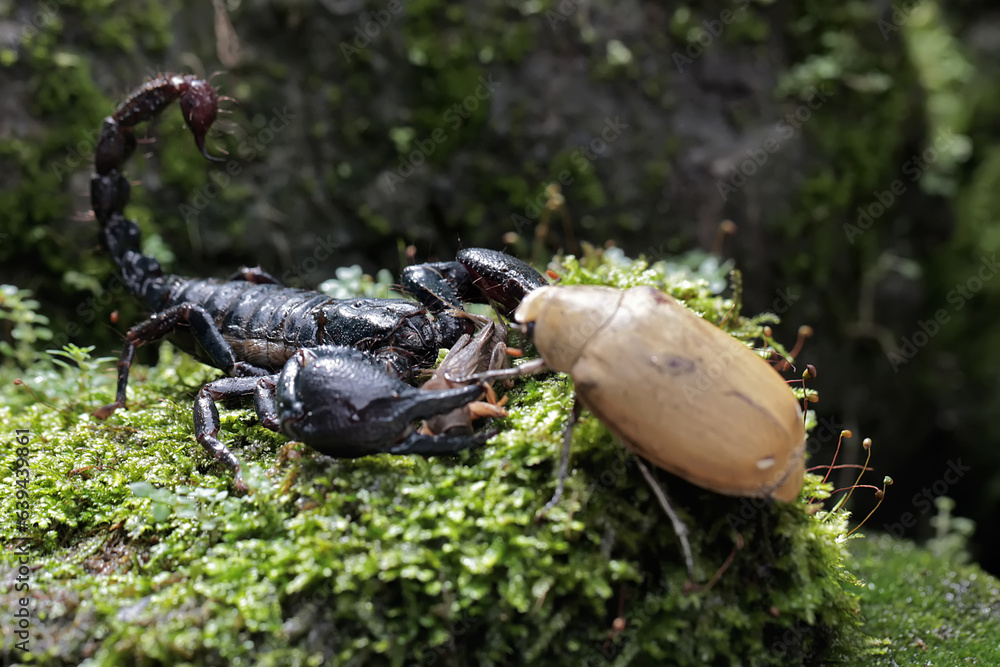 An Asian forest scorpion prepares to eat a beetle on a rock overgrown ...