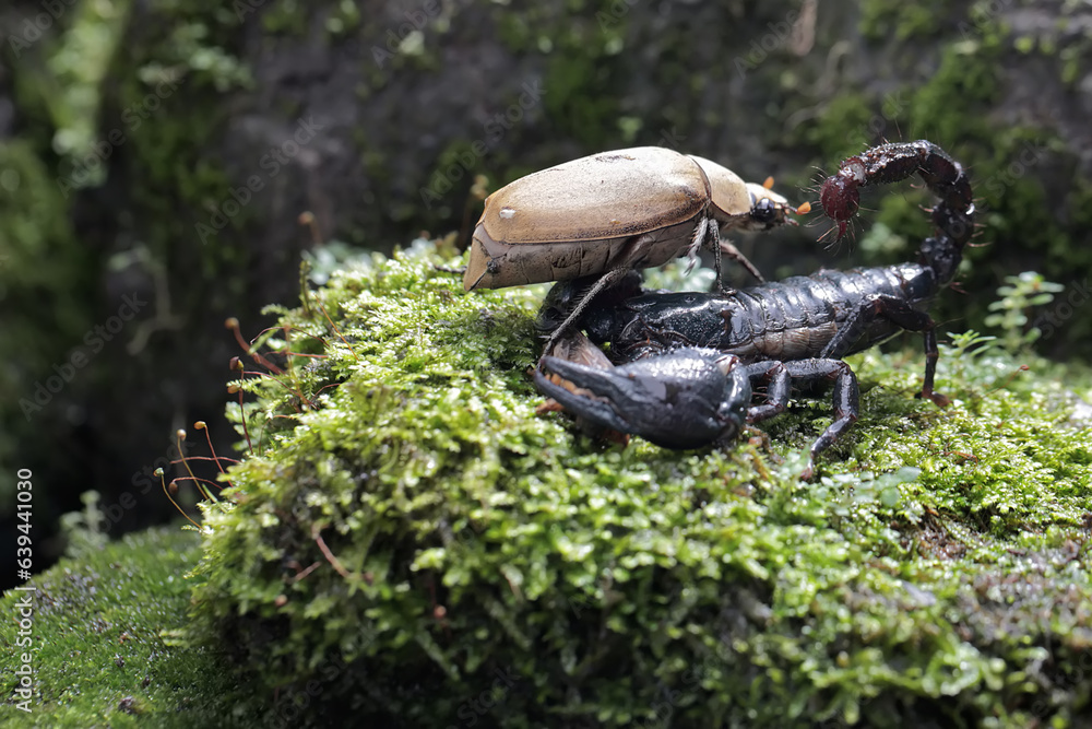 An Asian forest scorpion prepares to eat a beetle on a rock overgrown ...