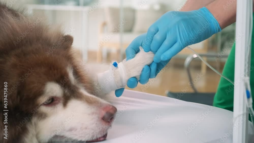 Hands of doctor in sterile gloves injecting intravenous catheter in ...