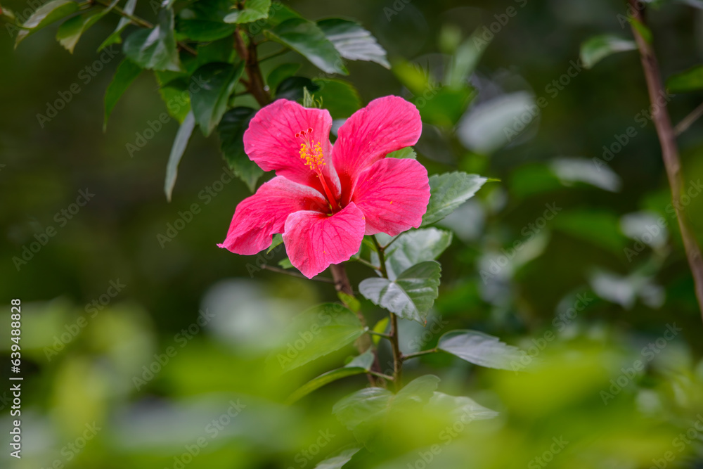 The green foliage sets off the beautiful and generous red hibiscus ...