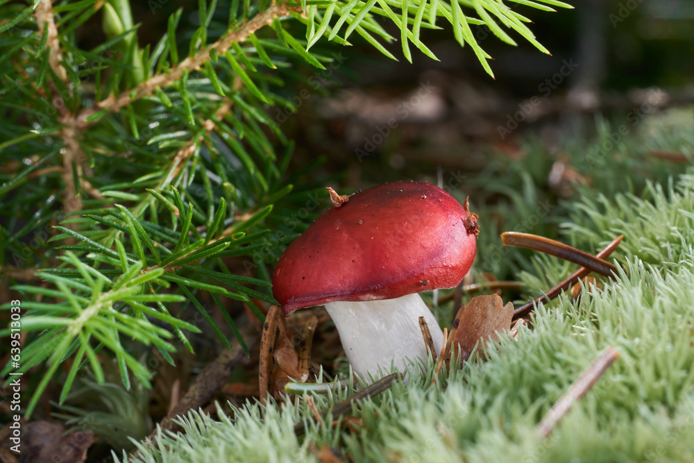 Inedible mushroom Russula emetica in the moss. Known as the sickener or ...