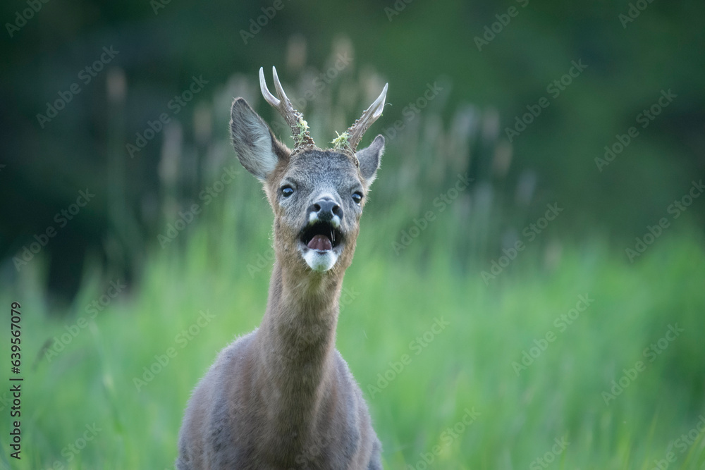 Wildlife photography of roe deer with beautiful light on taken by a ...