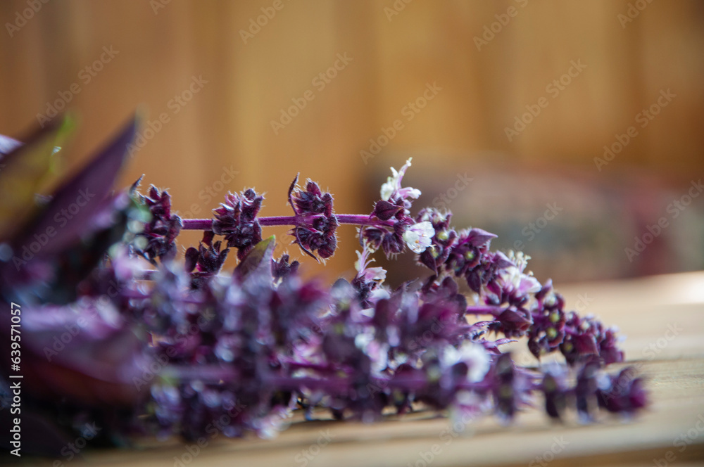 basil fresh ingredient. eco bunch of fresh scented purple basil stems ...