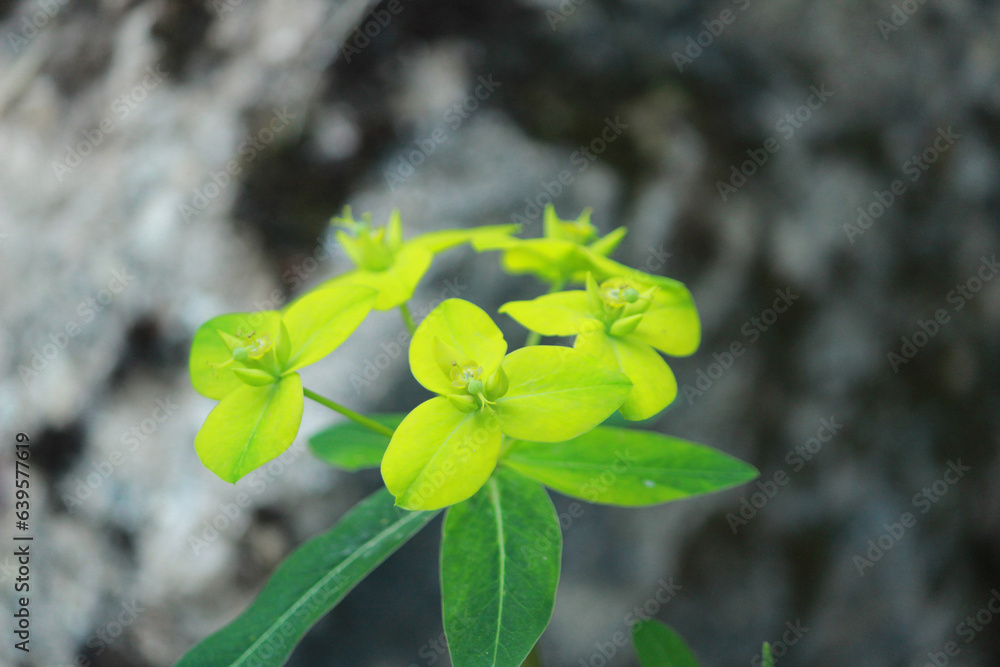 Rare Himalayan flower Pedicularis Hoffmeisteri with other himalayan ...