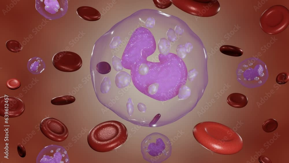 leucocyte and basophile cells. white blood cells and red blood cells or ...