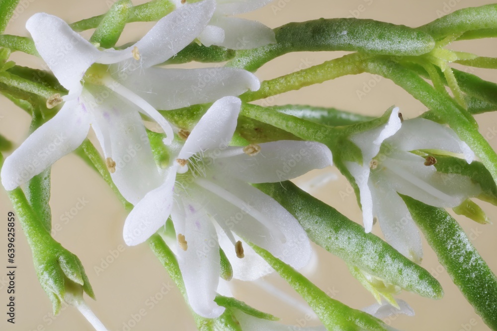 Isolated stem of Fine Leaf Creeping Boobialla (Myoporum parvifolium ...