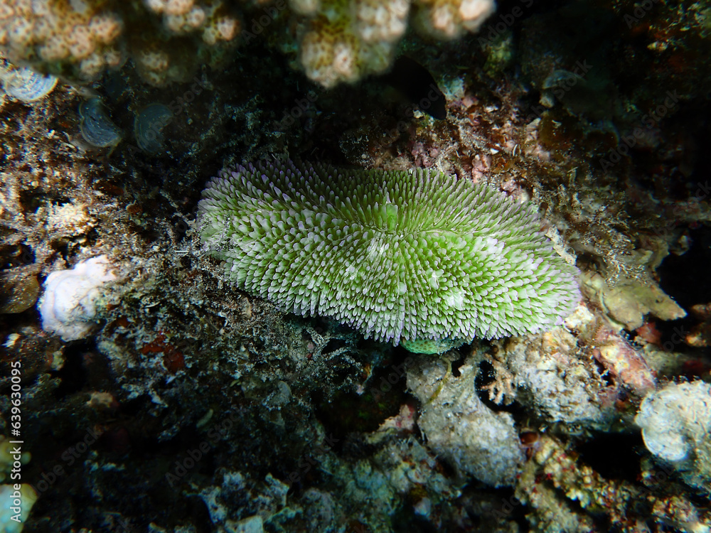 Ctenactis echinata is a free-living species of solitary disc coral in ...