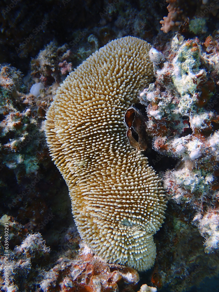 Ctenactis echinata is a free-living species of solitary disc coral in ...
