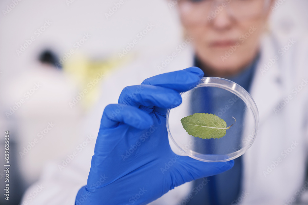 Science, leaf in glass and hands of woman in laboratory, research and ...