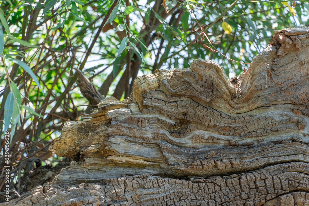 Fallen trunk old tree. Big snags in the forest. Plant has rotted over ...
