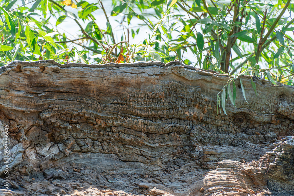Fallen trunk old tree. Big snags in the forest. Plant has rotted over ...