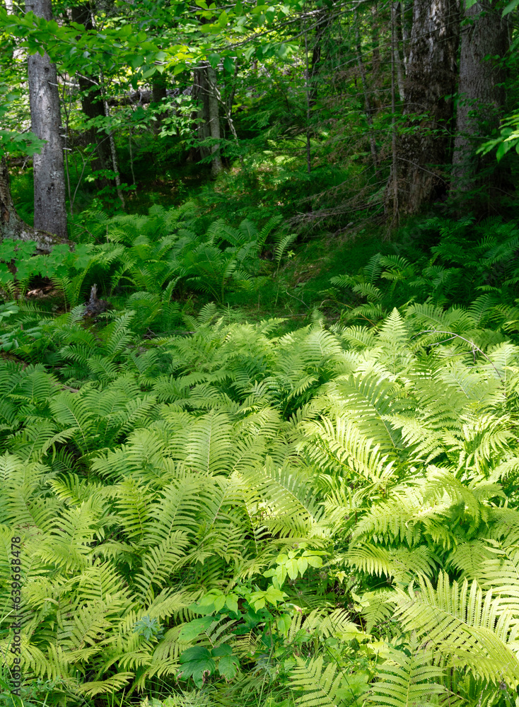 Ferns in the woods in the Upper Peninsula of Michigan Stock Photo ...