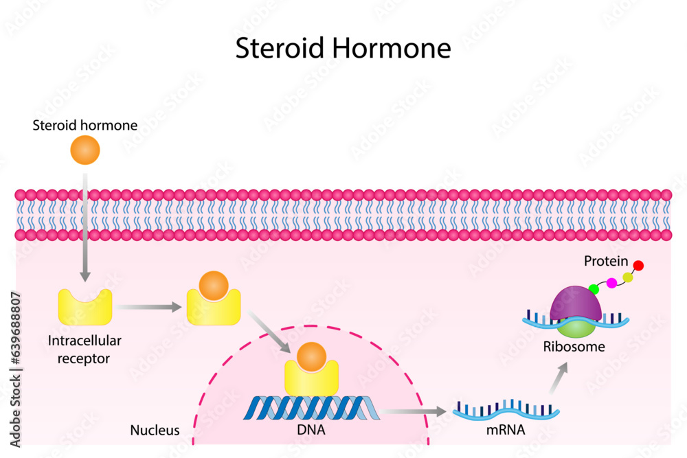Stockvector Steroid hormones mechanism of action. Steroids Bind to an ... Stockvector Steroid hormones mechanism of action. Steroids Bind to an ...