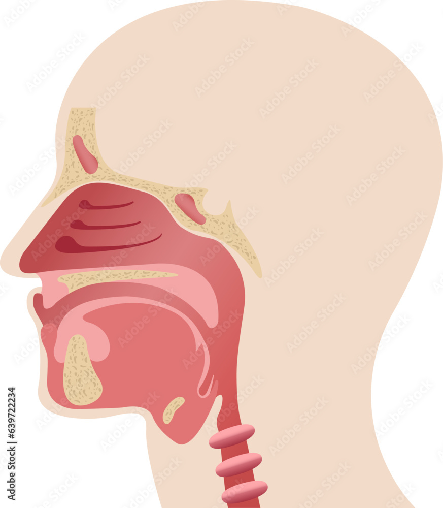 Longitudinal section of the diagram of the anatomy of the human nose ...