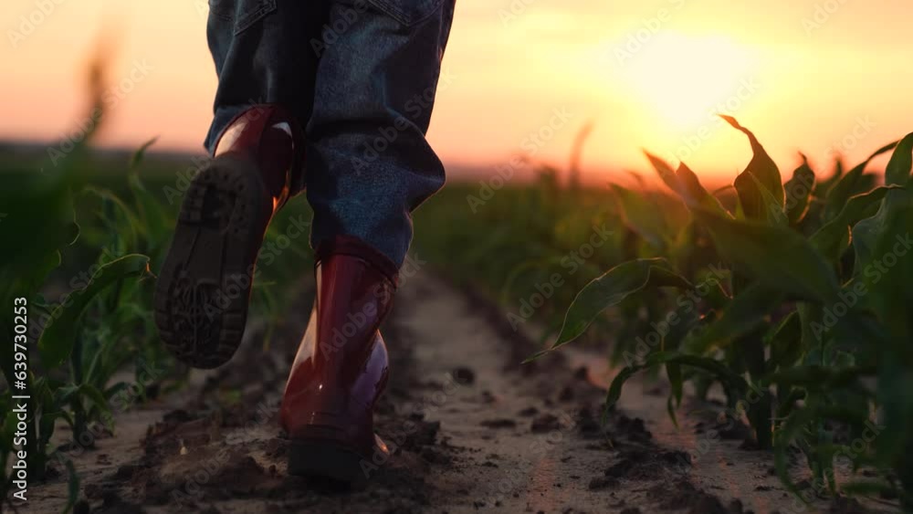 Kid runs in rubber boots on field with sprouts. Happy little girl ...