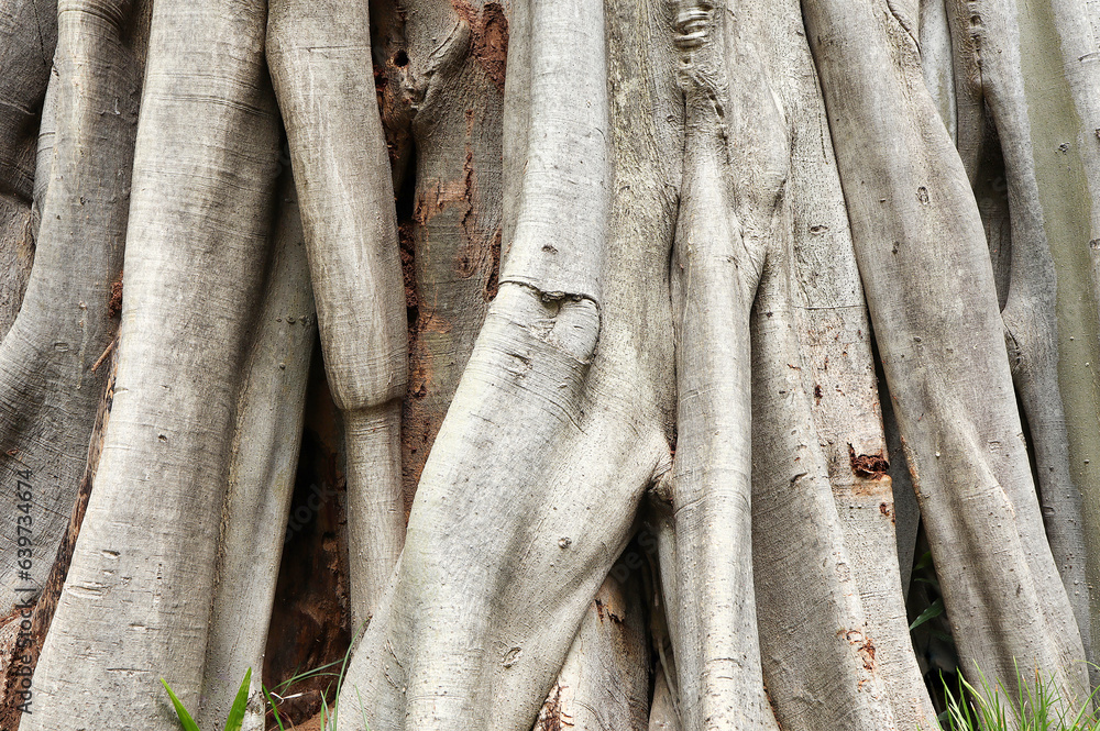 Trunk and big tree roots, Tree roots tangle around each other on the ...