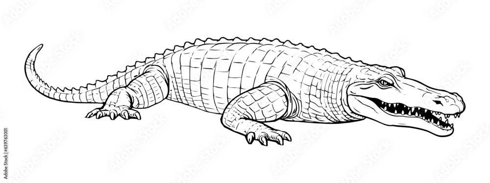 alligator pencil drawing coloring book. Vector illustration Stock ...