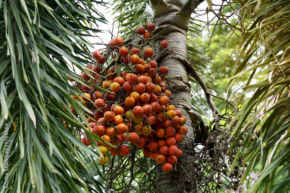 Foxtail palm fruit is a bunch. light green Red-orange fruit, oval ...