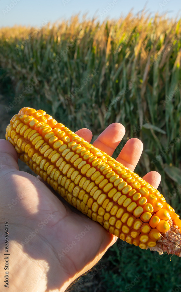 Mano que sostiene una mazorca de maíz con un maizal de fondo. Imagen ...