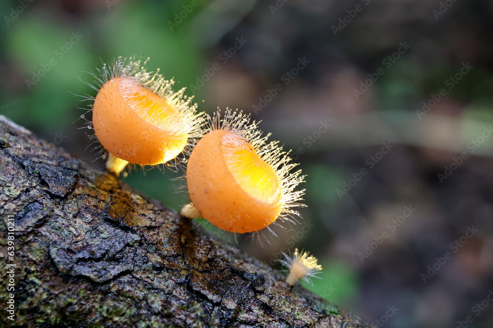 Cup fungi macro image. Cookeina tricholoma in branch decayed timber wet ...