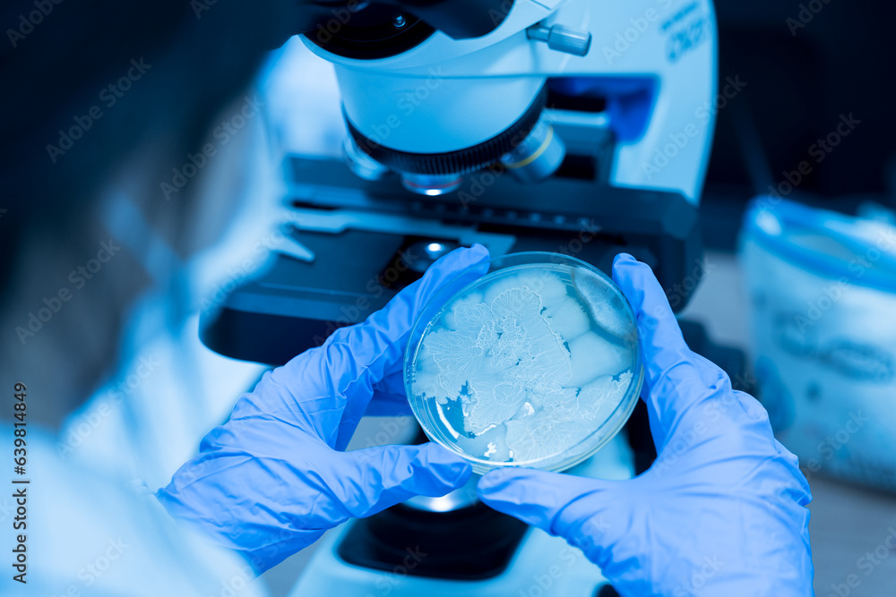 Scientist holding agar plate for diagnosis bacterial or microorganism ...
