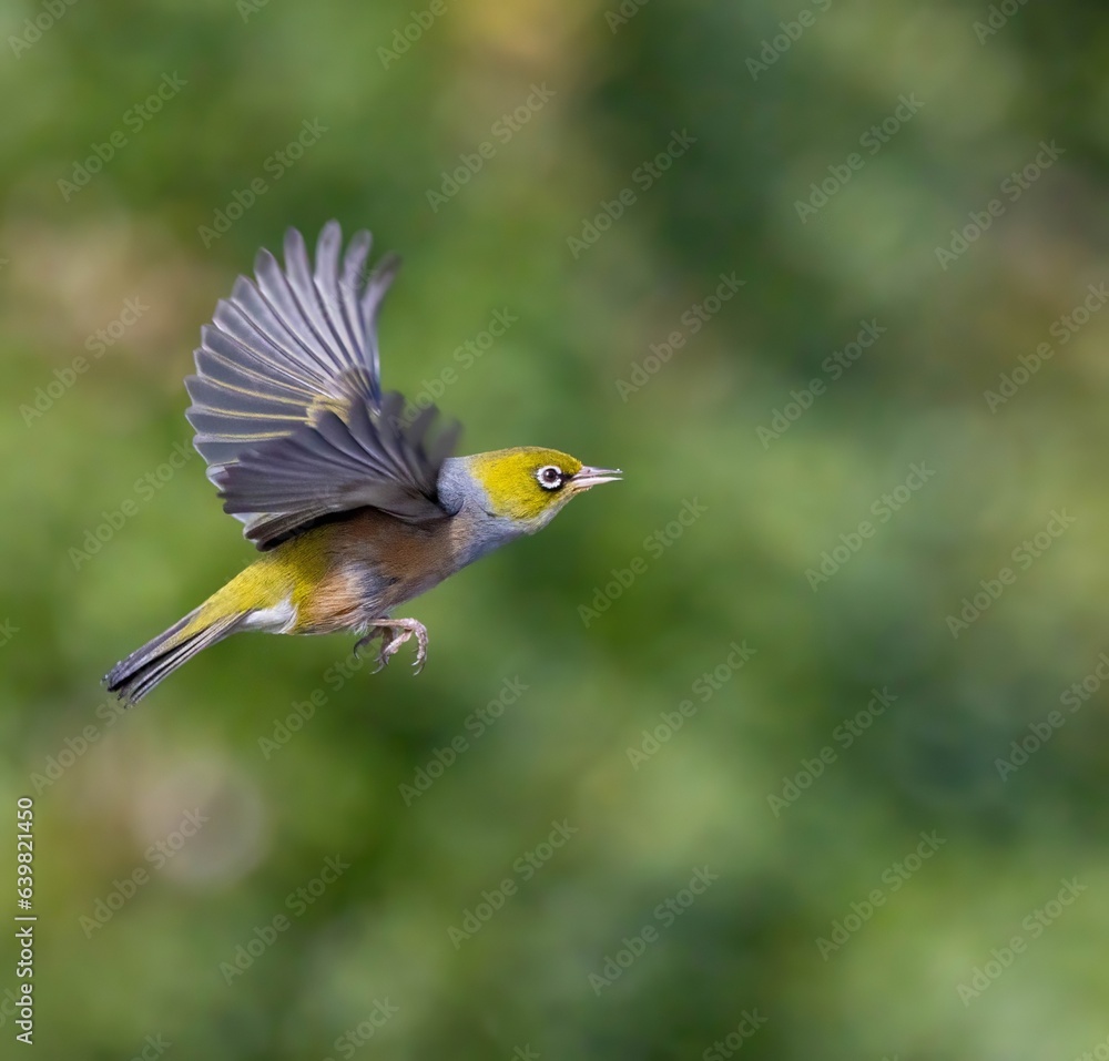 Silvereye or Tauhou (Zosterops lateralis) flying in a garden with ...
