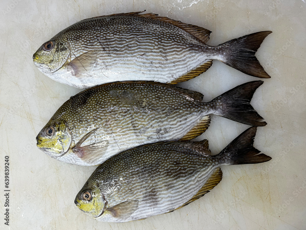 fresh raw cold seafood rabbit silver small whole fish ikan on white ice ...