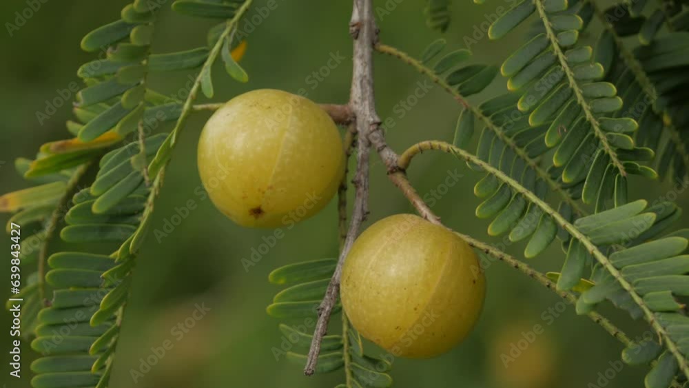 Close up shot of ripe amla or indian gooseberry hanging from a tree in ...
