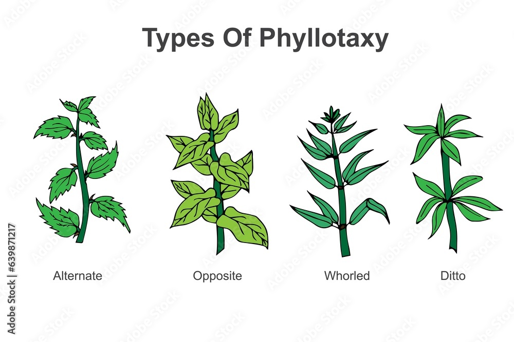 Types Of Phyllotaxy Phyllotaxy In Trees Refers To The Arrangement Of types-of-phyllotaxy-phyllotaxy-in-trees-refers-to-the-arrangement-of