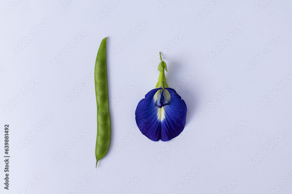 Butterfly pea flower, blue color, (Clitoria ternatea) herbal health ...