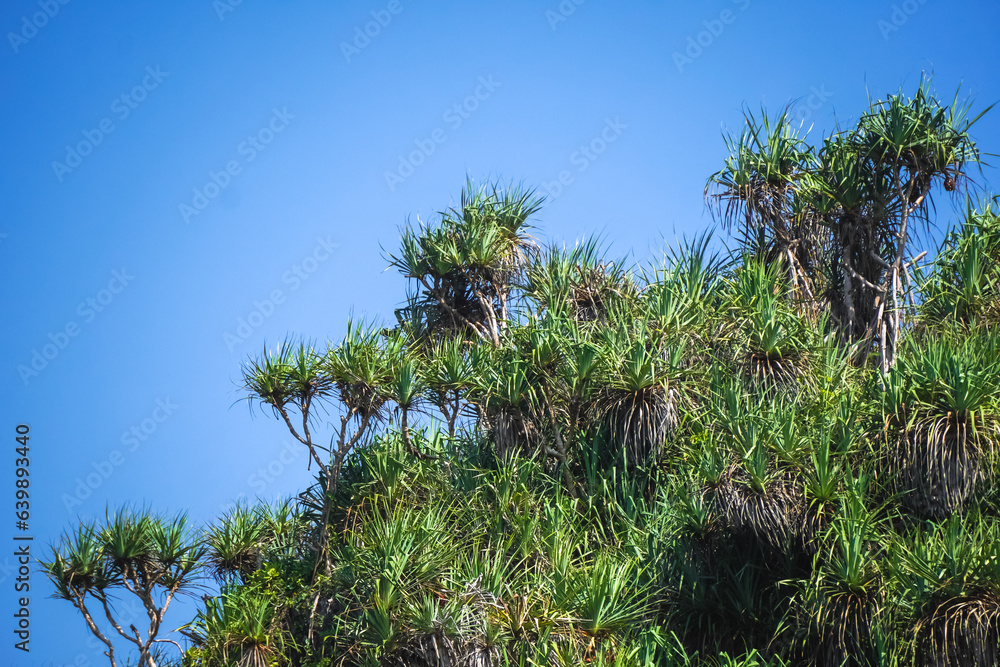 Pandanus Odorifer - Pandanus Fascicularis is an aromatic monocot ...