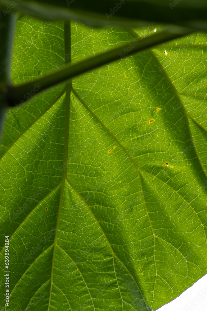 Young paulownia trees. Paulownia tomentosa. Paulownia Tomentosa ...