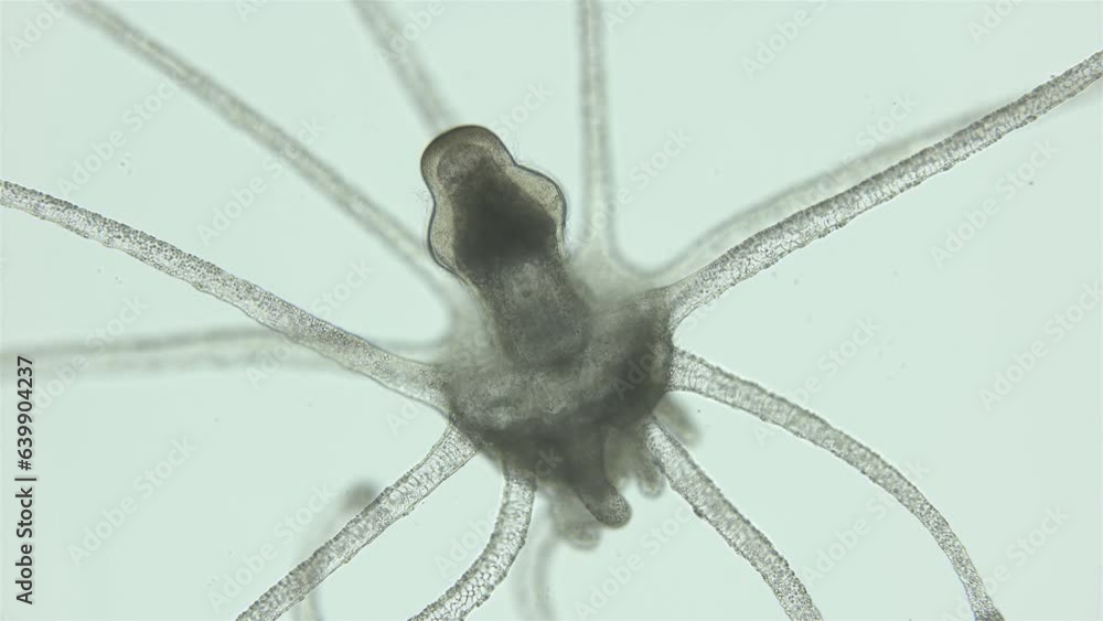 Larva actinula chidaria Tubularia sp. under microscope, class Hydrozoa ...