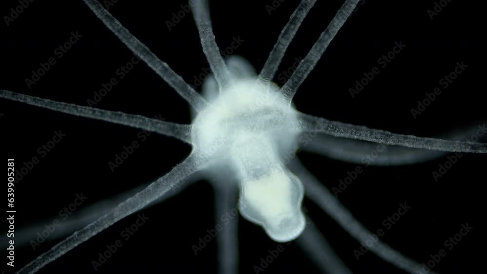 Larva actinula chidaria Tubularia sp. under microscope, class Hydrozoa ...