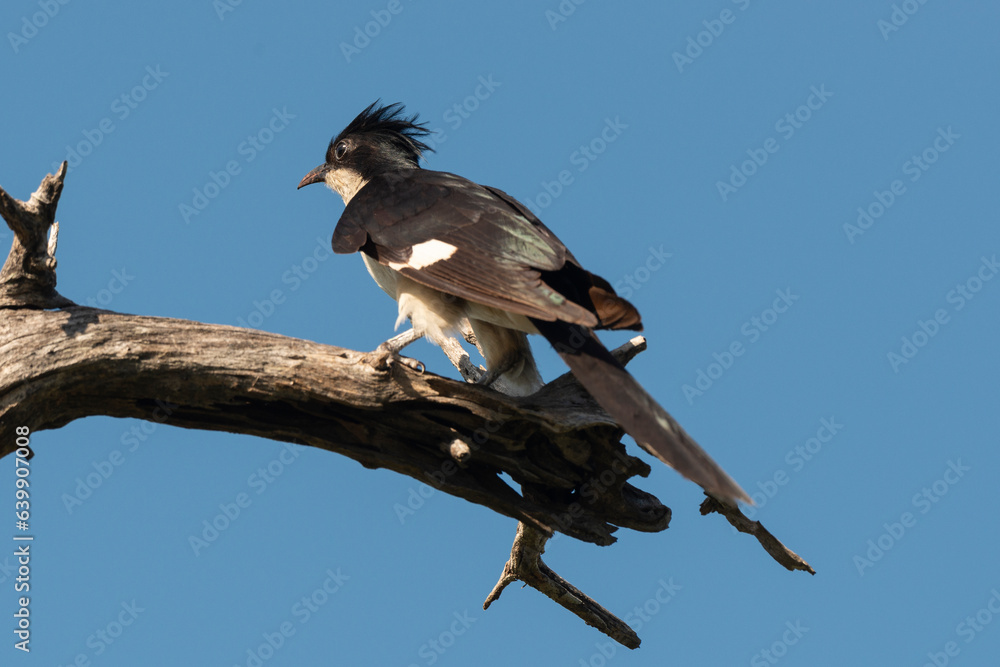 Coucou jacobin,.Clamator jacobinus, oxylophus jacobinus, Jacobin Cuckoo ...