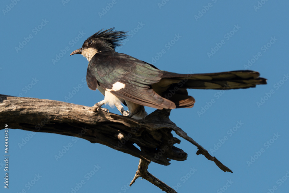 Coucou jacobin,.Clamator jacobinus, oxylophus jacobinus, Jacobin Cuckoo ...