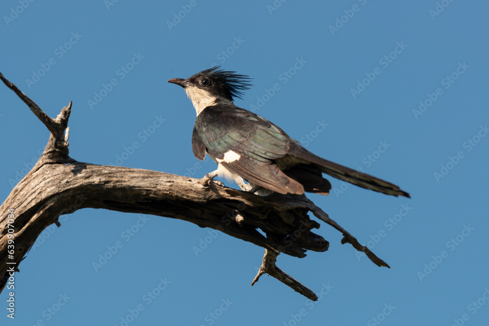 Coucou jacobin,.Clamator jacobinus, oxylophus jacobinus, Jacobin Cuckoo ...