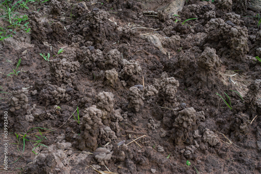 An earthen tower built from earthworms. Earthworm's nest. The habitat ...