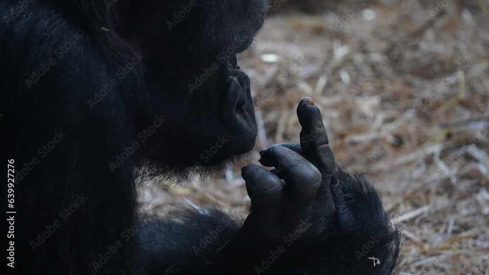 black gorilla. Black gorilla showing middle finger in zoo. Stock Photo ...