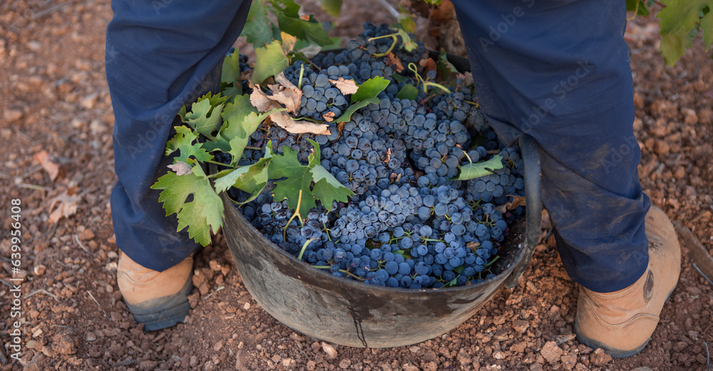 Grape picker working with harvesting bucket on the ground Stock Photo ...