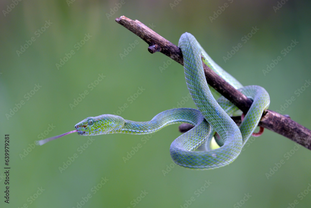 Lesser Sunda pit viper (Trimeresurus insularis)coiled on a tree branch ...