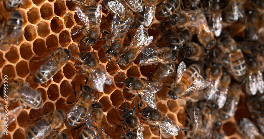 |European Honey Bee, apis mellifera, Bees on a wild Ray, dance to ...