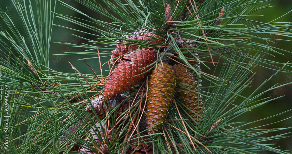 Branches of Maritime Pine, pinus pinaster, showing cones and needles on ...