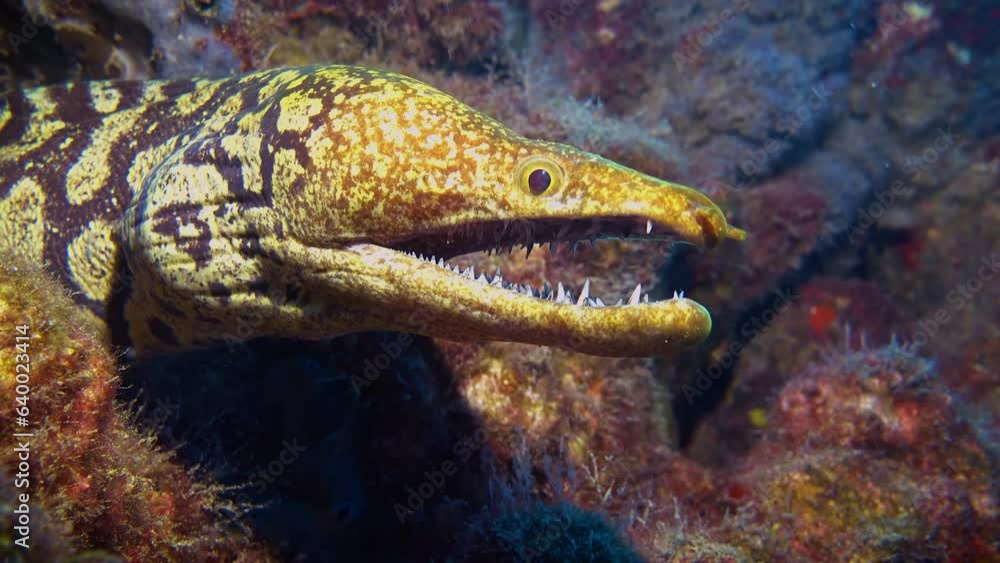 Moray eel undewater. The fangtooth moray (Enchelycore anatina ...